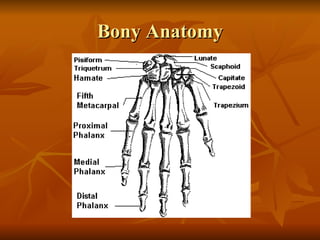 Kin 188 Wrist And Hand Evaluation And Injuries | PPT