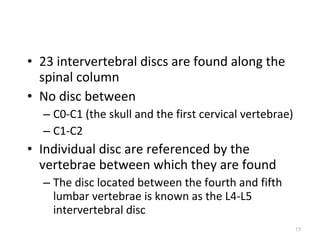 Kin191 A.Ch.10. Lumbar. Thoracic. Anatomy | PPT