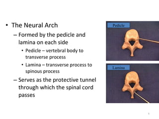 Kin191 A.Ch.10. Lumbar. Thoracic. Anatomy | PPT