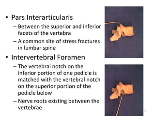 Kin191 A.Ch.10. Lumbar. Thoracic. Anatomy | PPT