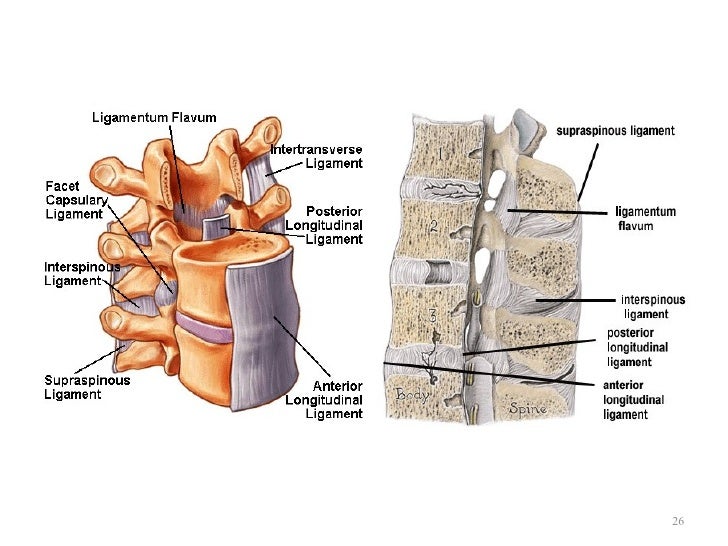 Truepositive Ligamentum Flavum And Interspinous Ligament