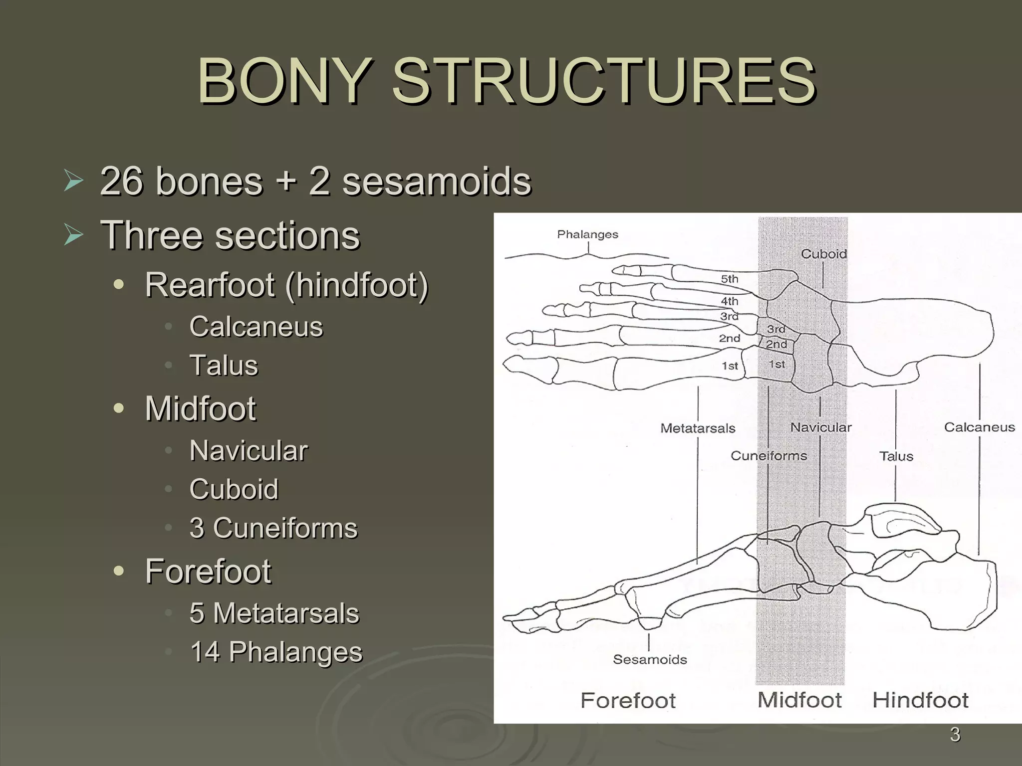 Kin191 A. Ch.4. Foot. Toes. Anatomy. Fall 2007 | PPT