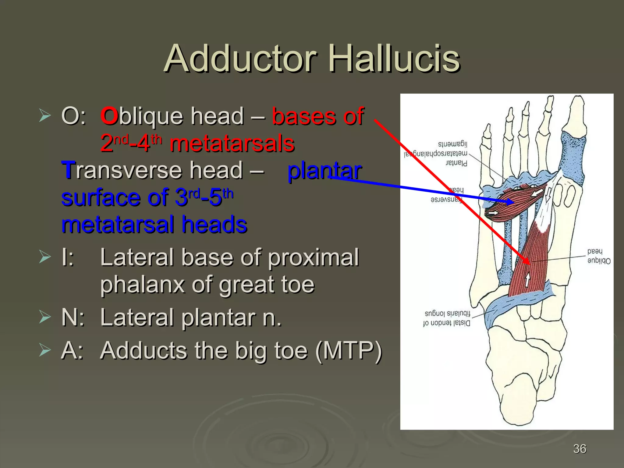 Kin191 A. Ch.4. Foot. Toes. Anatomy. Fall 2007 | PPT