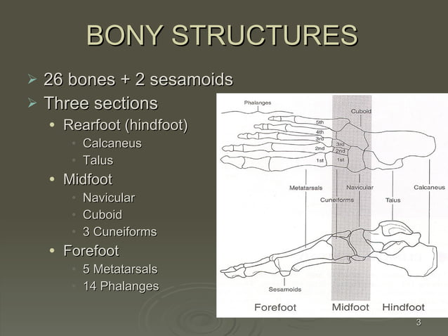 Kin191 A. Ch.4. Foot. Toes. Anatomy. Fall 2007 | PPT