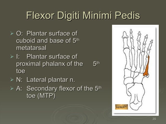 Kin191 A. Ch.4. Foot. Toes. Anatomy. Fall 2007 | PPT