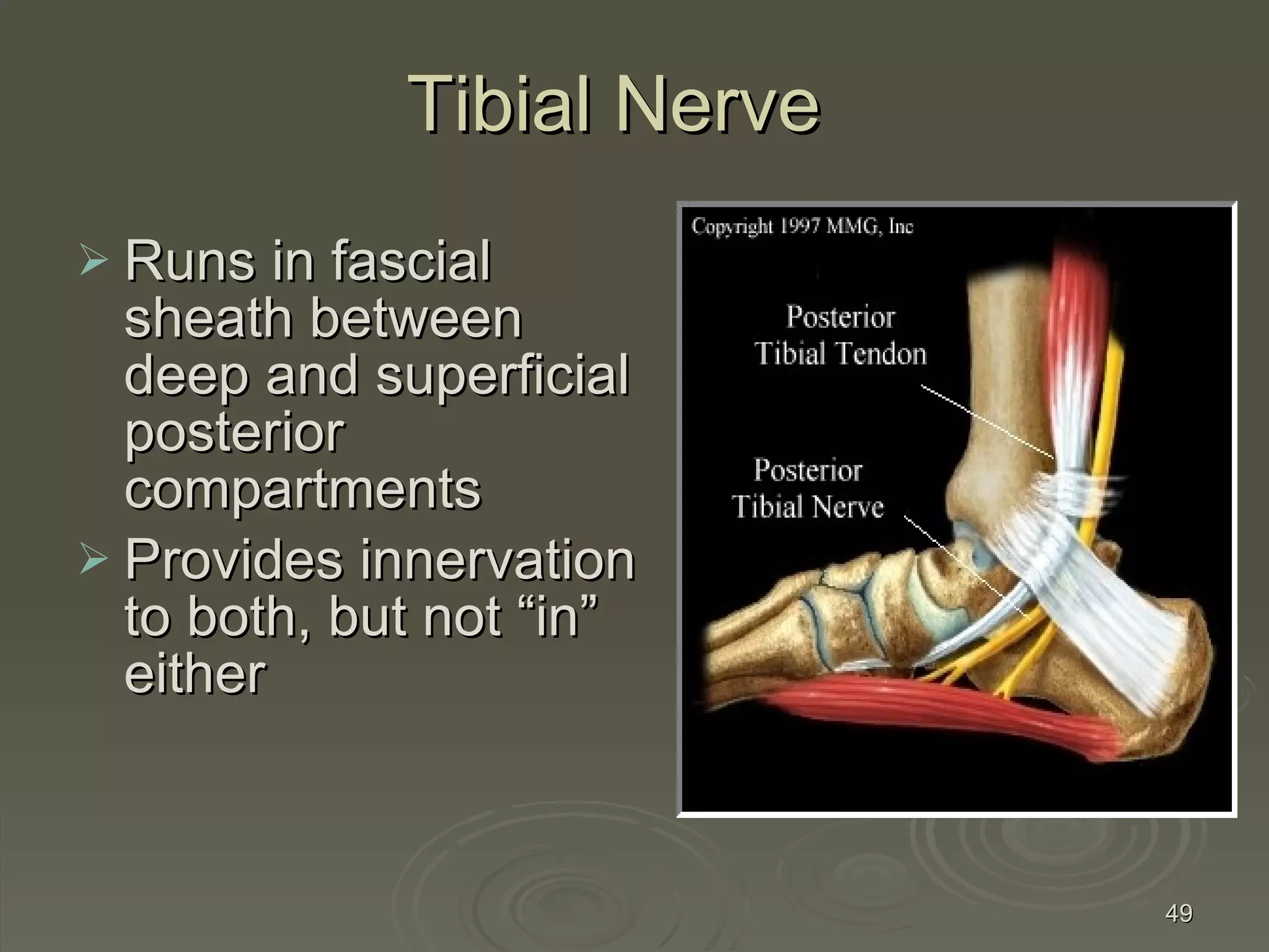 Kin191 A. Ch.5. Ankle. Lower Leg. Anatomy. Fall 2007 | PPT