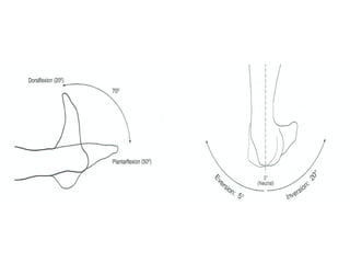 Kin191 A. Ch.5. Ankle. Lower Leg. Evaluation. Fall 2007 | PPT | Death ...