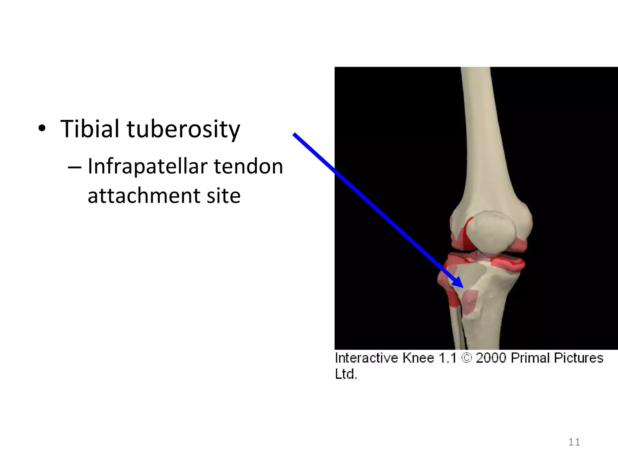 Kin191 A.Ch.6.Knee.Patellofemoral.Anatomy | PPT