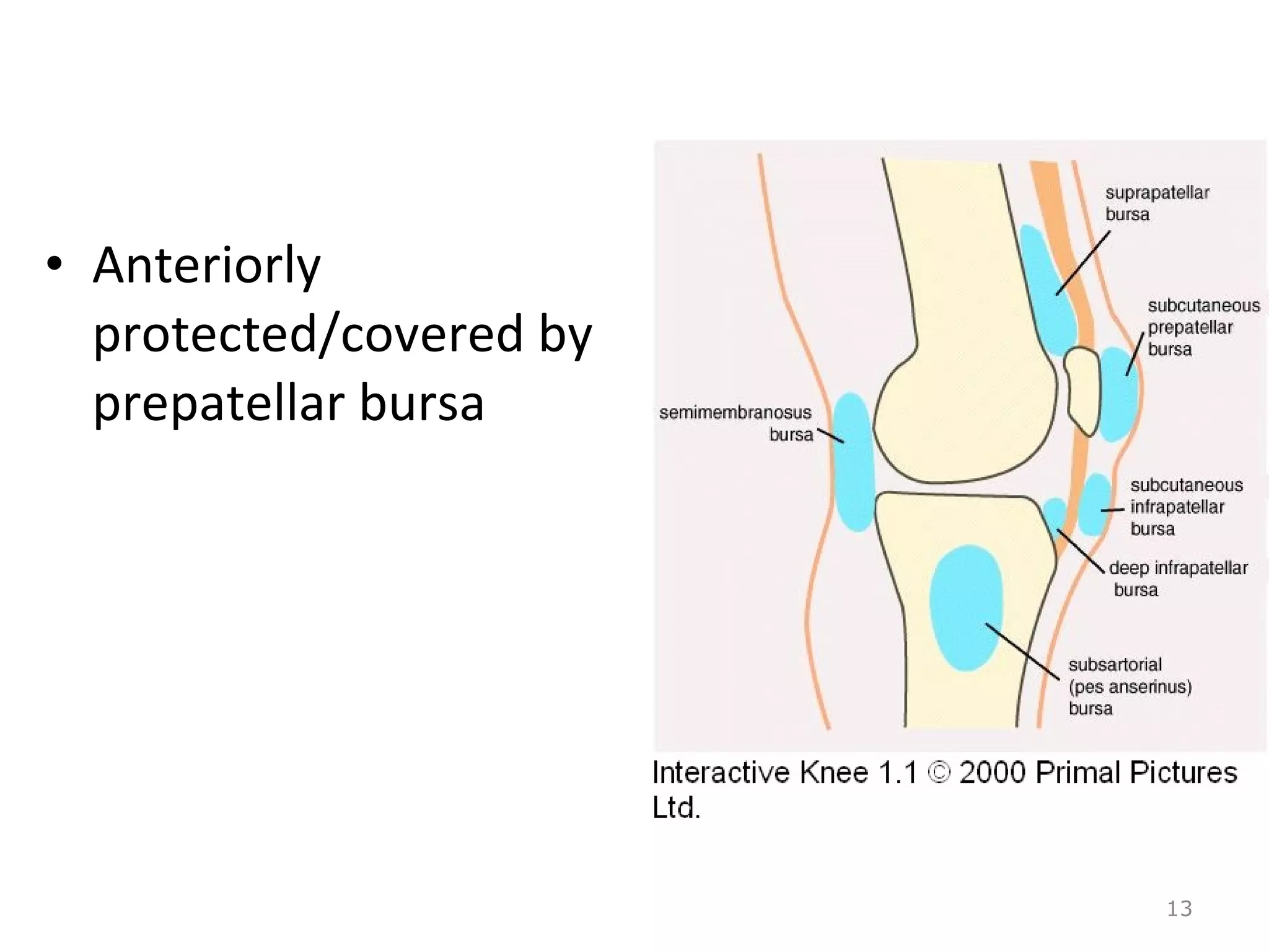 Kin191 A.Ch.6.Knee.Patellofemoral.Anatomy | PPT