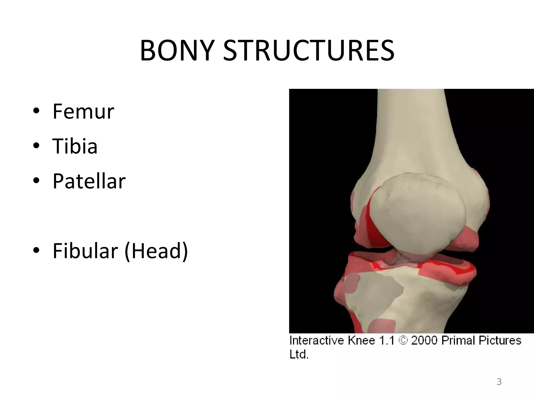 Kin191 A.Ch.6.Knee.Patellofemoral.Anatomy | PPT