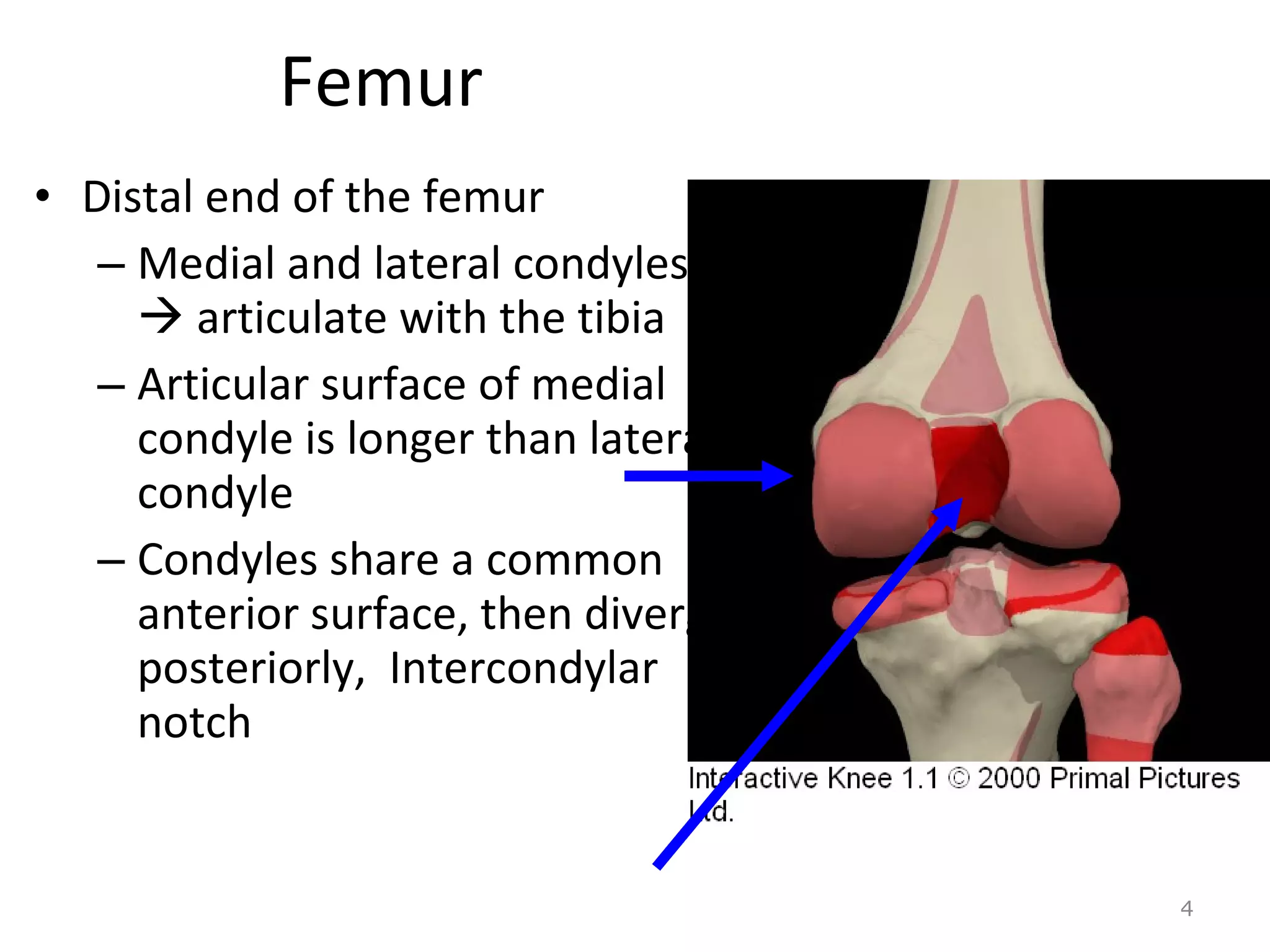 Kin191 A.Ch.6.Knee.Patellofemoral.Anatomy | PPT