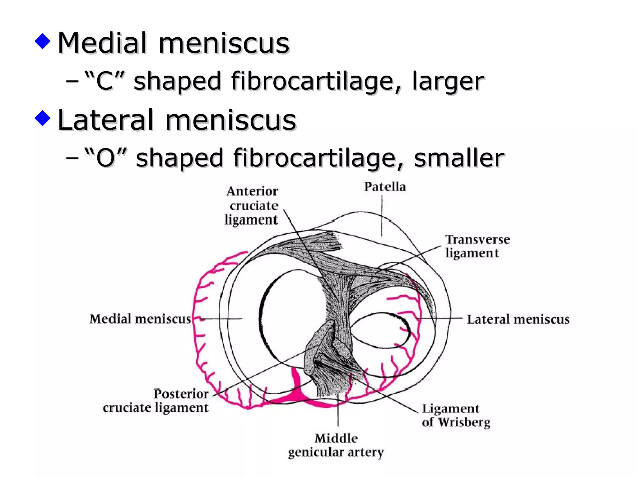 Kin191 A.Ch.6.Knee.Patellofemoral.Anatomy | PPT