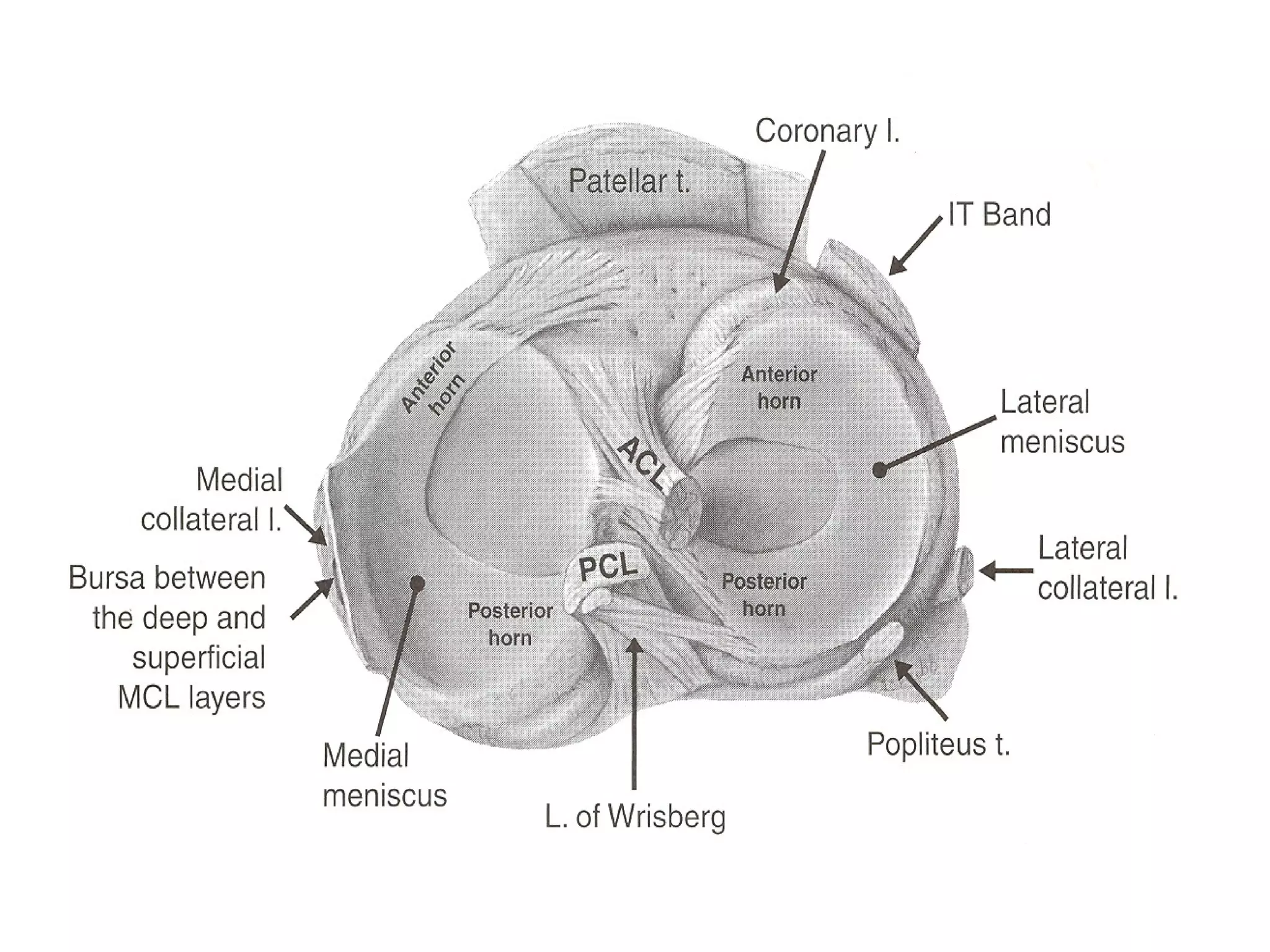 Kin191 A.Ch.6.Knee.Patellofemoral.Anatomy | PPT