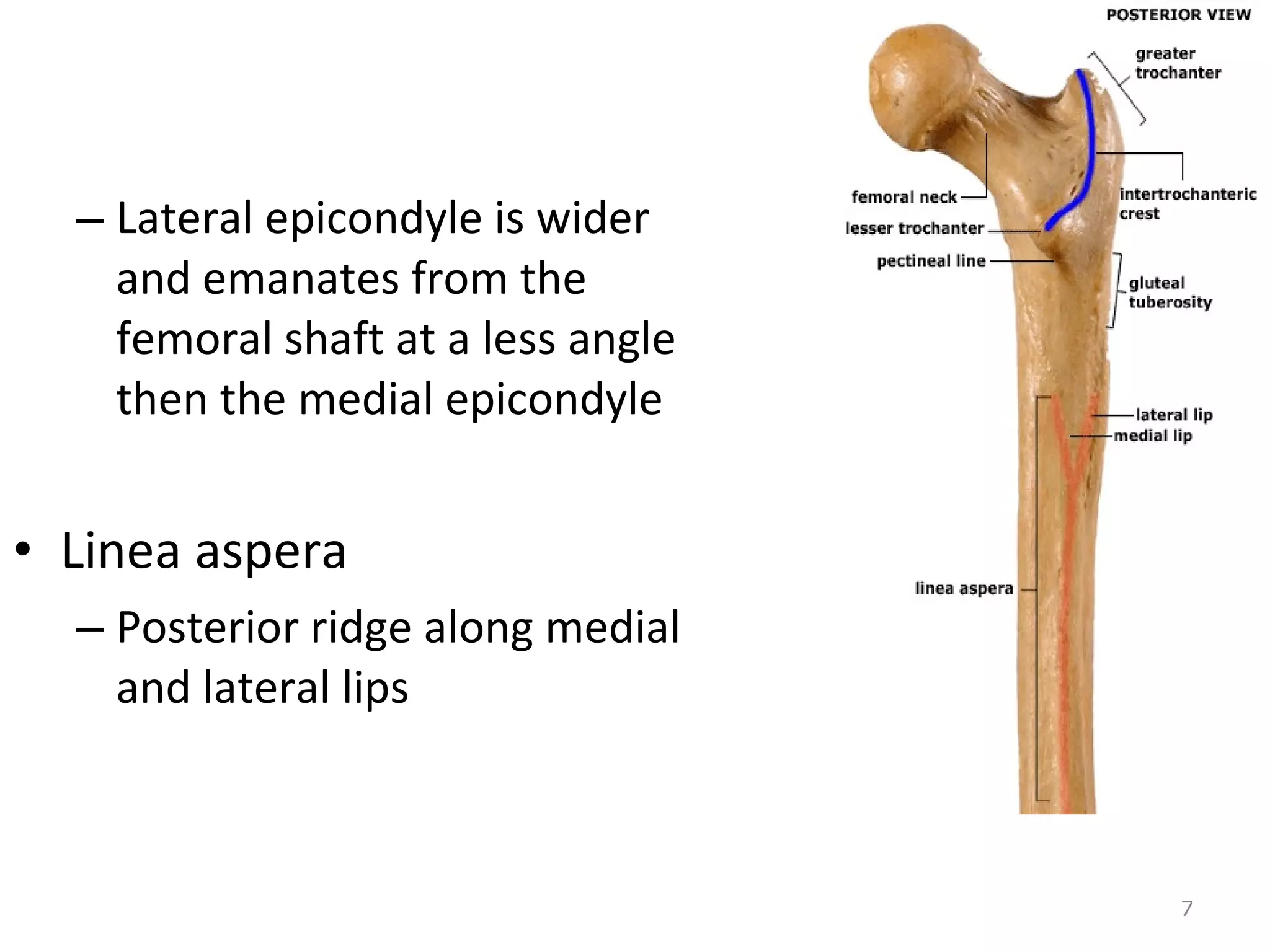 Kin191 A.Ch.6.Knee.Patellofemoral.Anatomy | PPT