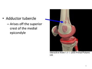 Kin191 A.Ch.6.Knee.Patellofemoral.Anatomy | PPT