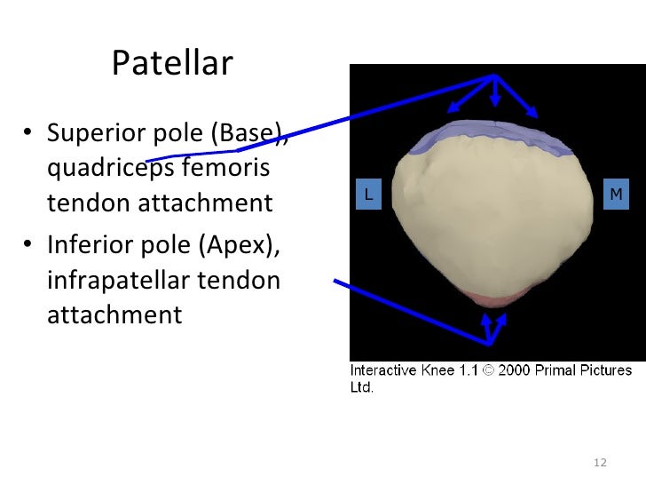 Kin191 A.Ch.6.Knee.Patellofemoral.Anatomy