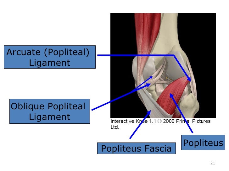 Arcuate Ligament Knee