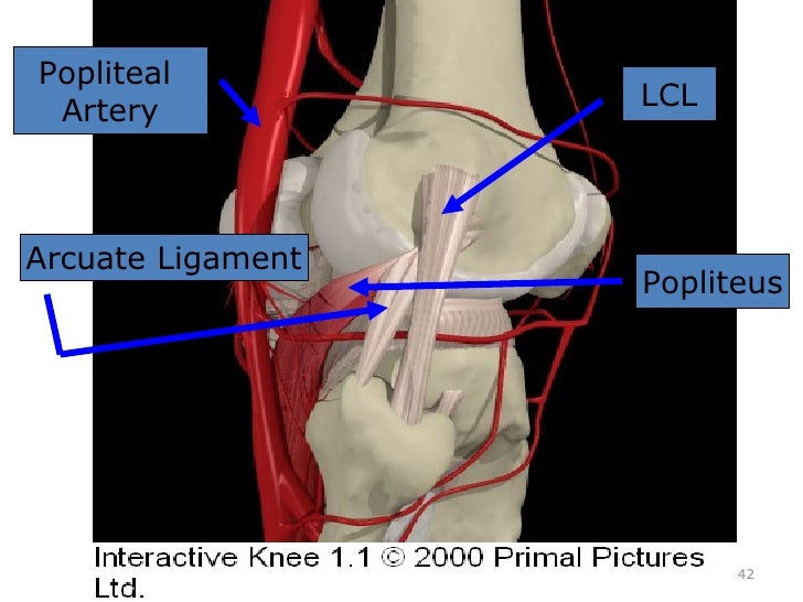 Kin191 A.Ch.6.Knee.Patellofemoral.Anatomy