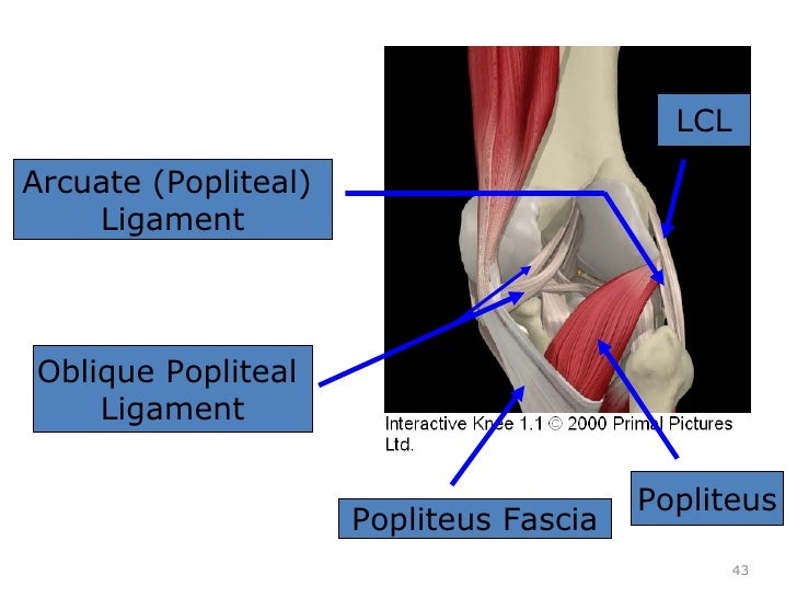 Kin191 A.Ch.6.Knee.Patellofemoral.Anatomy