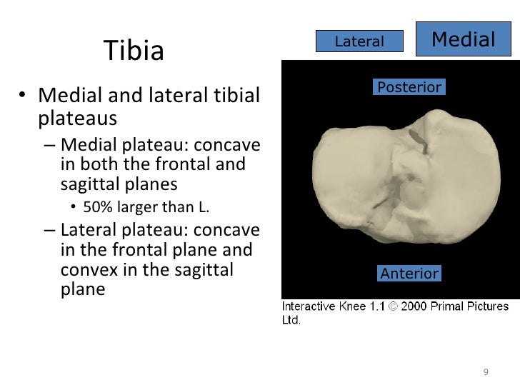 Kin191 A.Ch.6.Knee.Patellofemoral.Anatomy