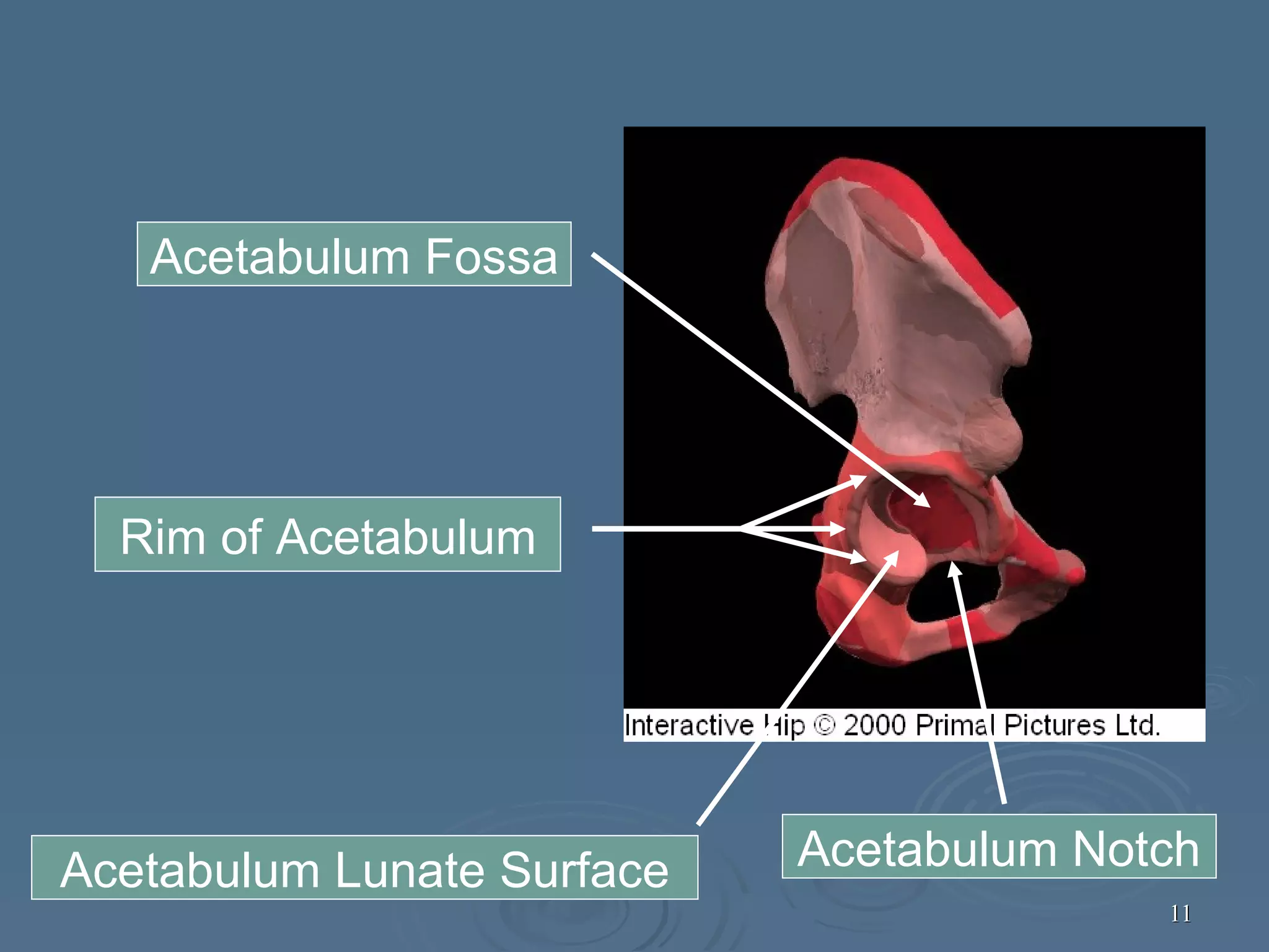 Kin191 A. Ch.8. Pelvis. Thigh. Anatomy | PPT