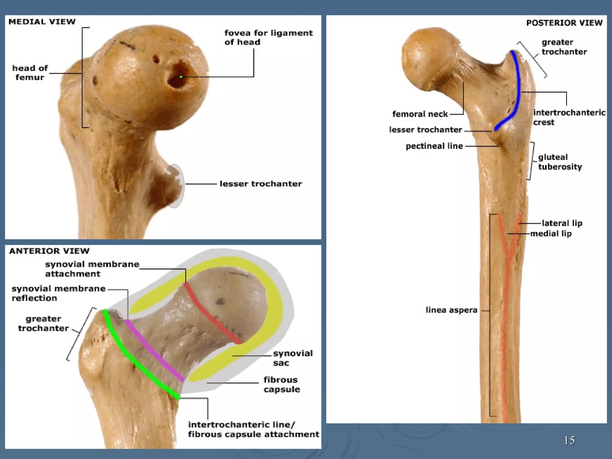 Kin191 A. Ch.8. Pelvis. Thigh. Anatomy | PPT