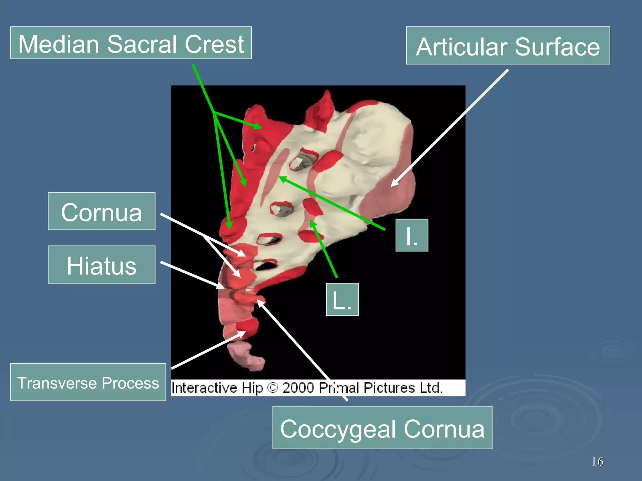 Kin191 A. Ch.8. Pelvis. Thigh. Anatomy | PPT