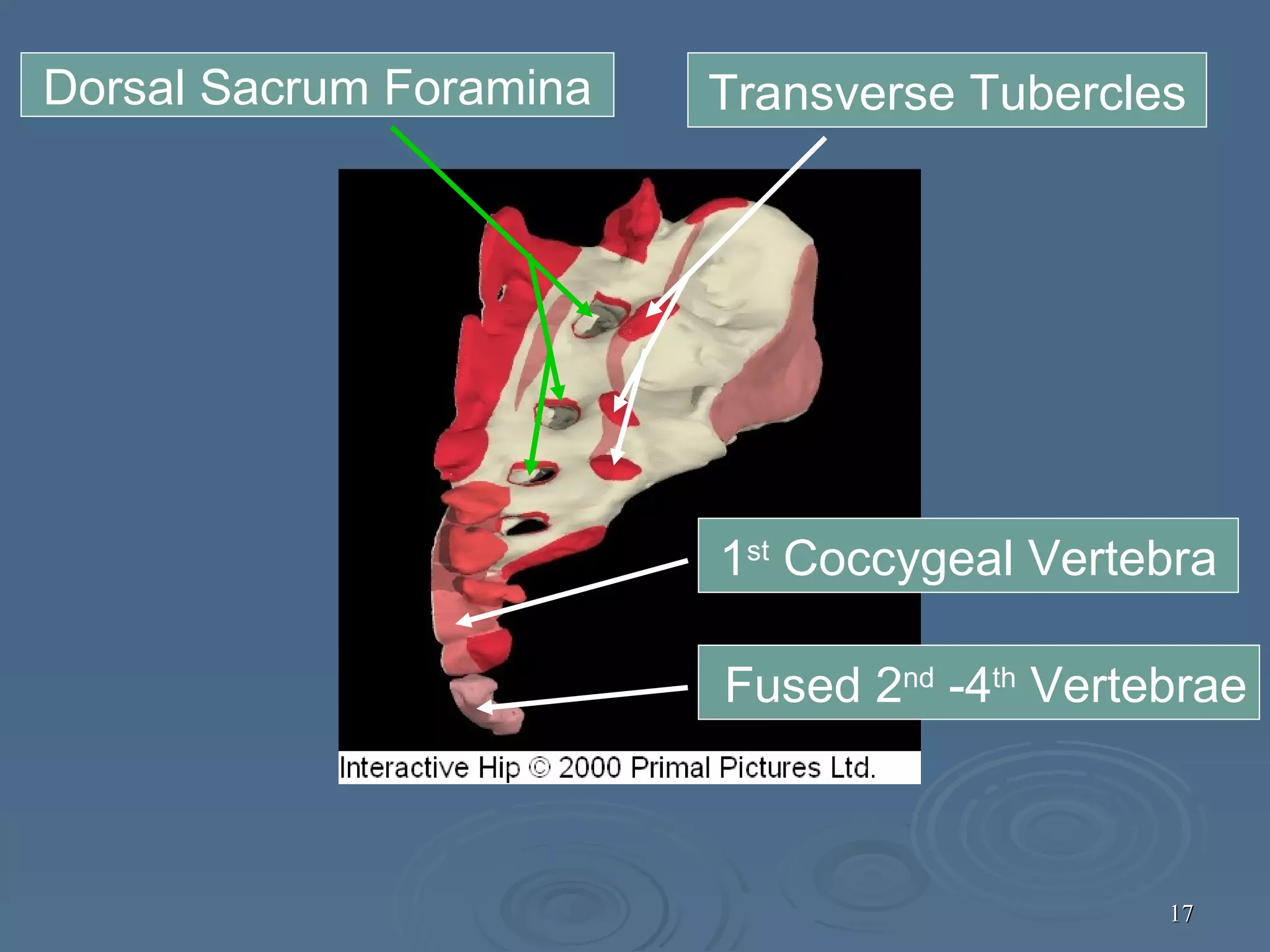 Kin191 A. Ch.8. Pelvis. Thigh. Anatomy | PPT