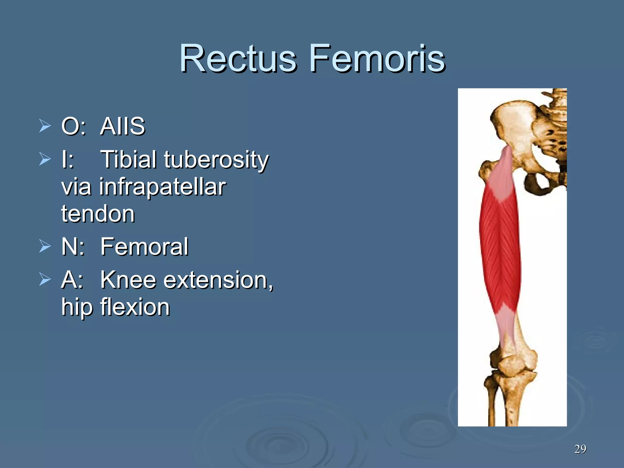 Kin191 A. Ch.8. Pelvis. Thigh. Anatomy | PPT