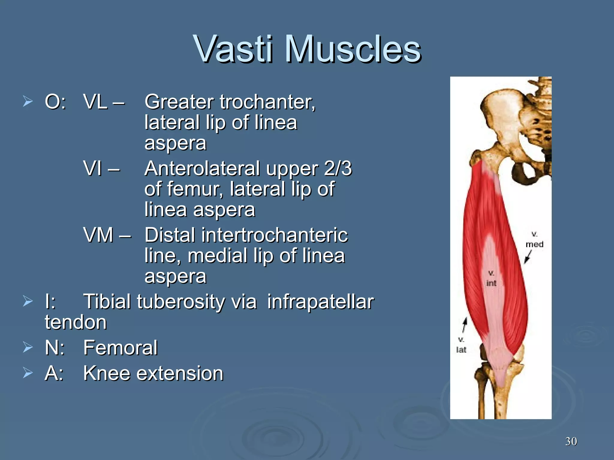 Kin191 A. Ch.8. Pelvis. Thigh. Anatomy | PPT