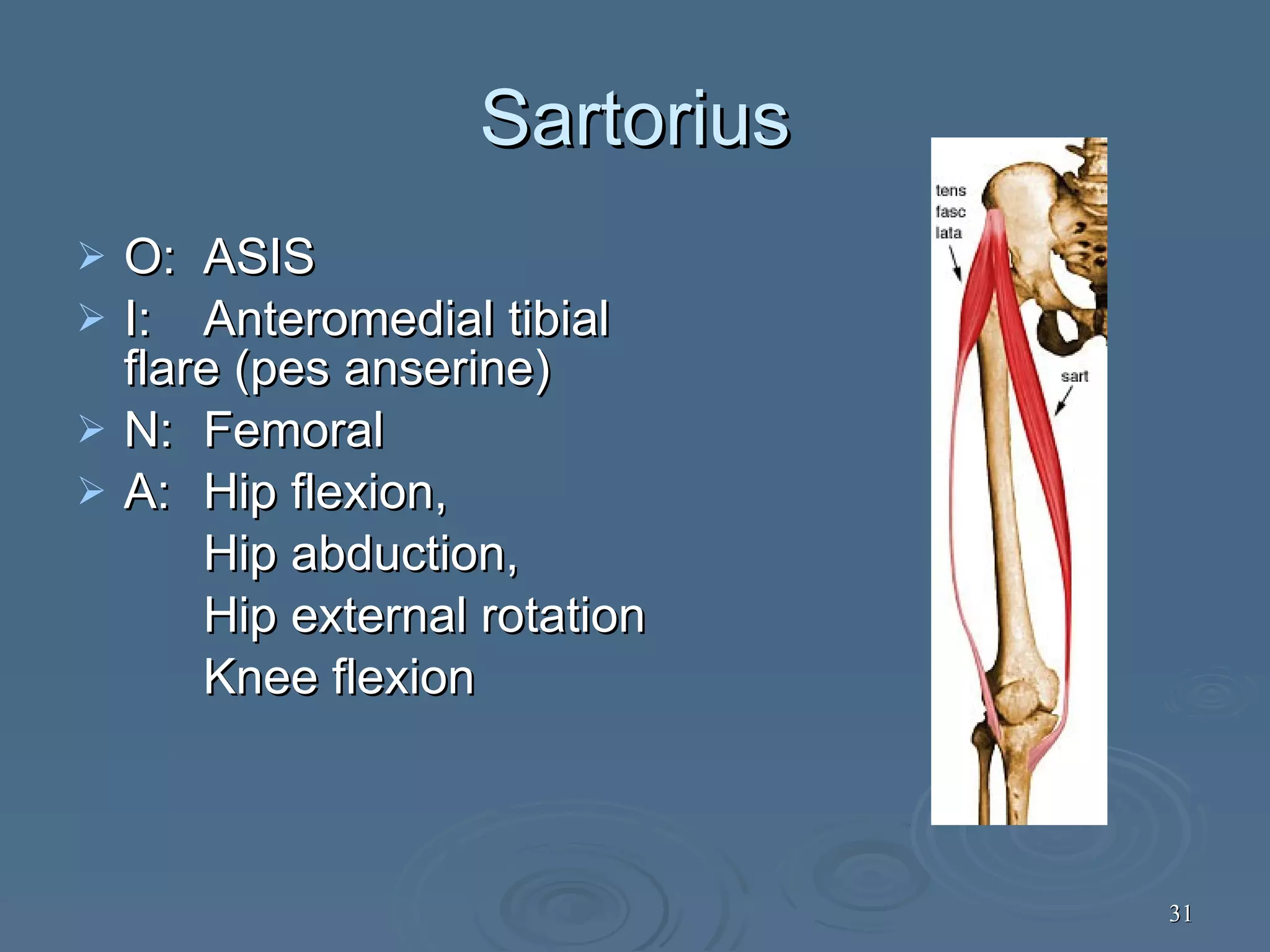 Kin191 A. Ch.8. Pelvis. Thigh. Anatomy | PPT
