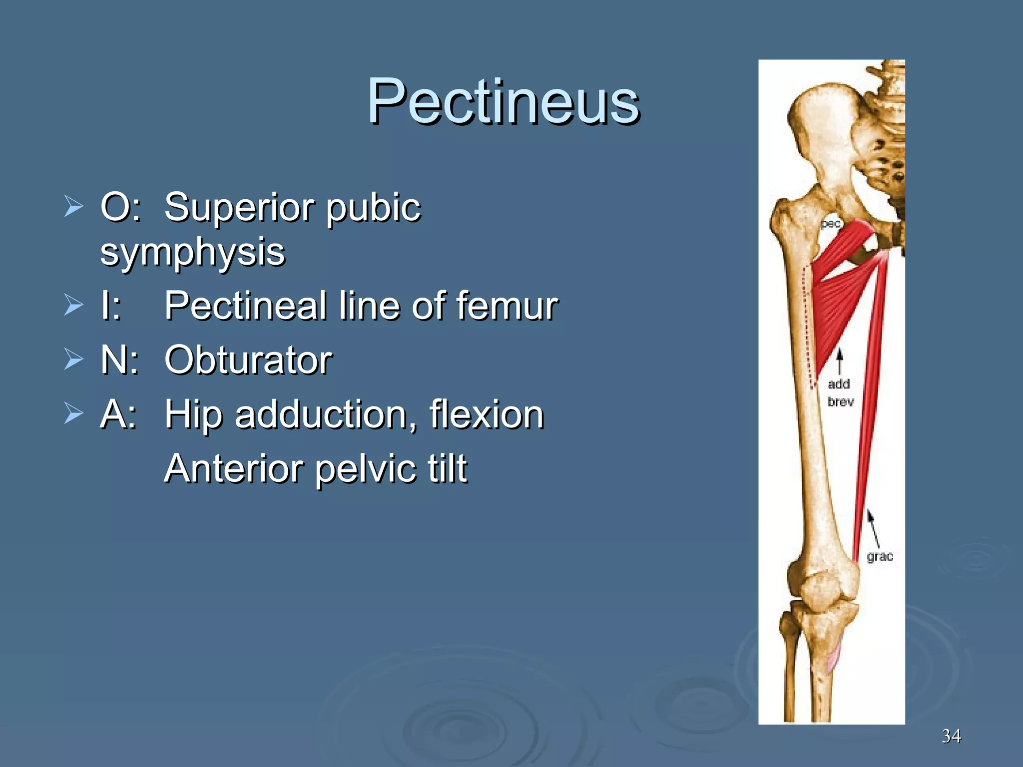 Kin191 A. Ch.8. Pelvis. Thigh. Anatomy | PPT