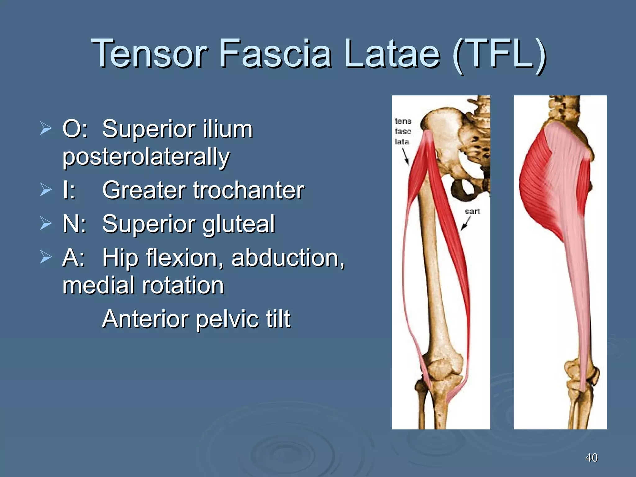 Kin191 A. Ch.8. Pelvis. Thigh. Anatomy | PPT