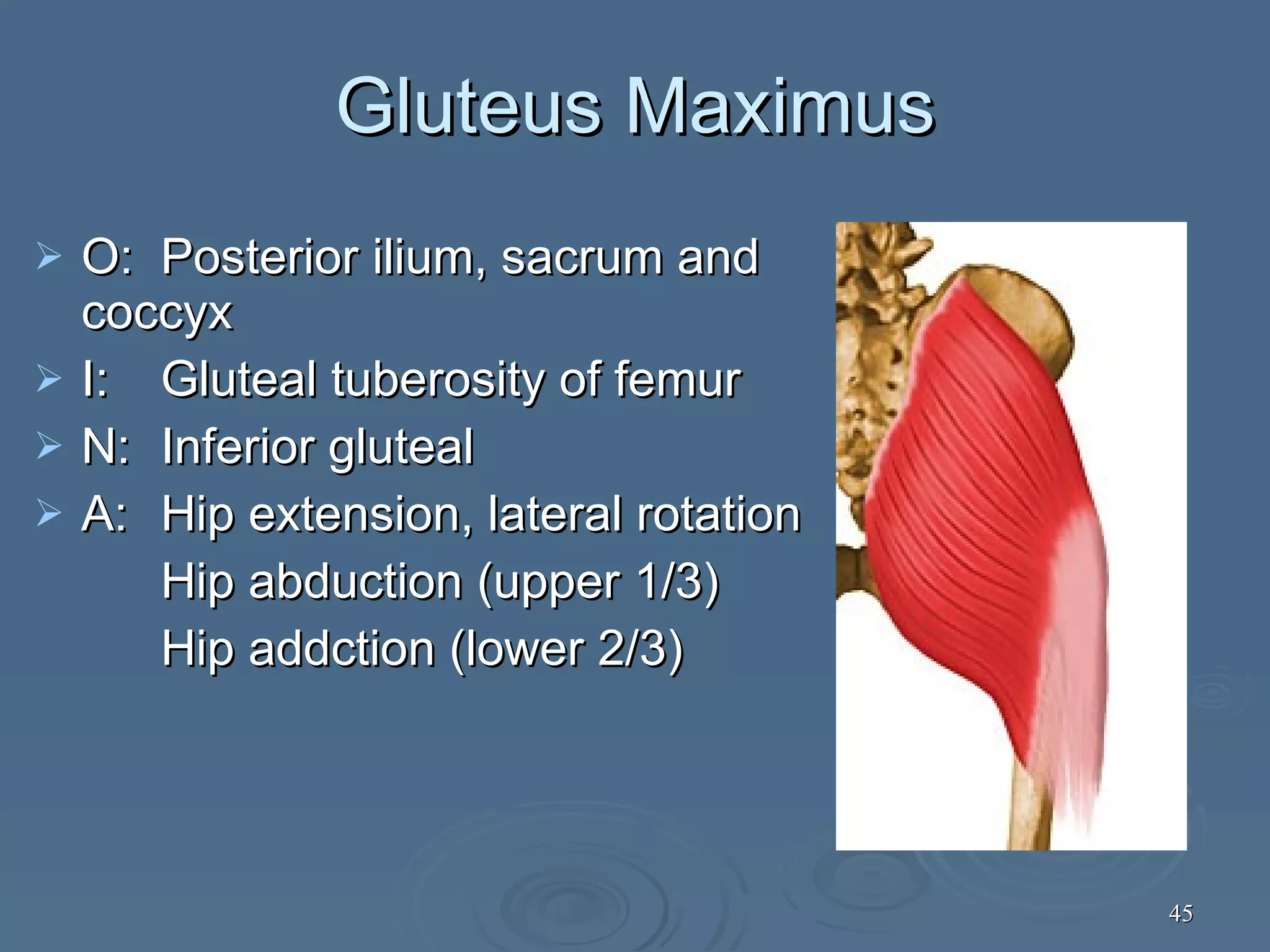 Kin191 A. Ch.8. Pelvis. Thigh. Anatomy | PPT