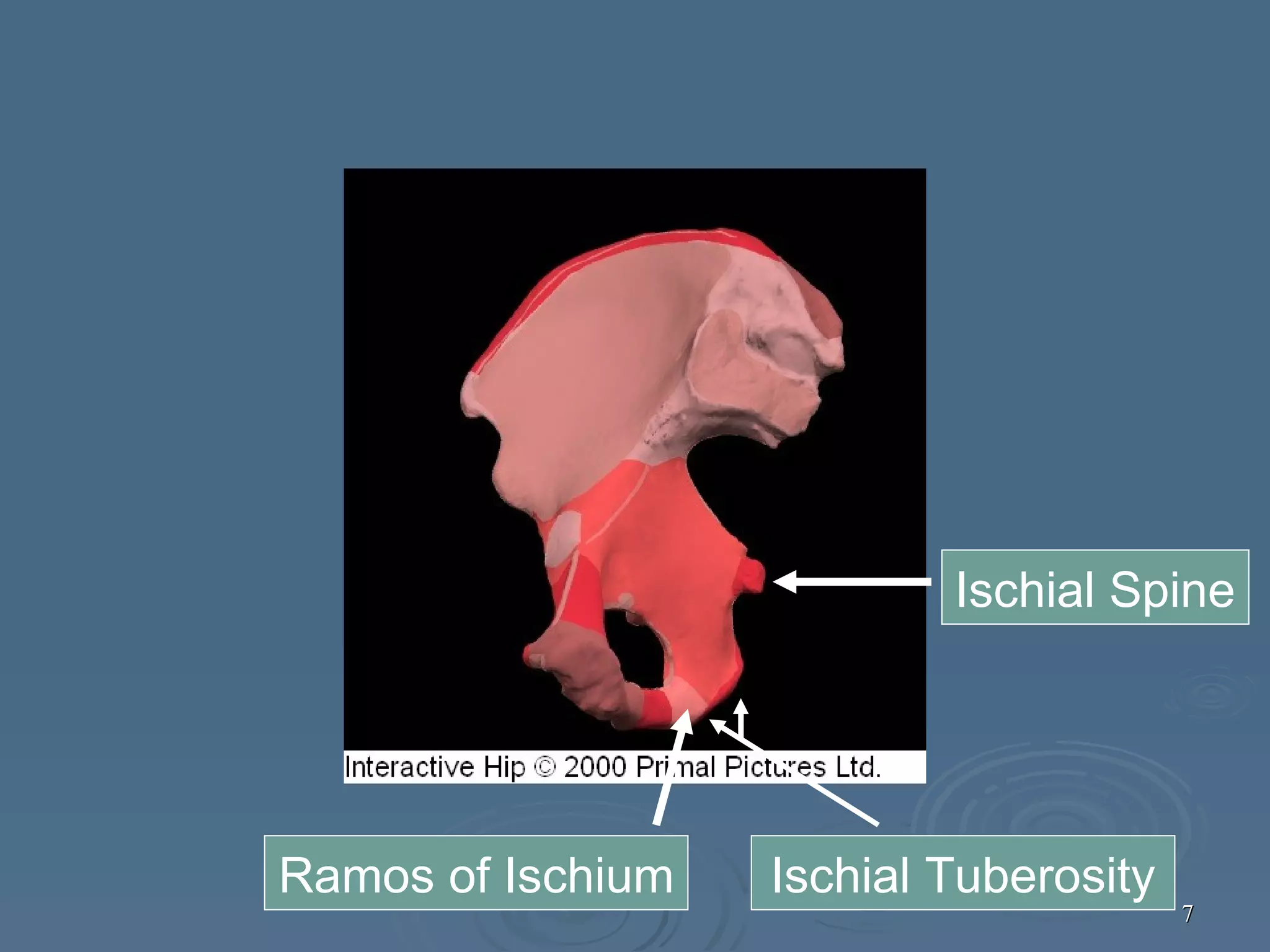 Kin191 A. Ch.8. Pelvis. Thigh. Anatomy | PPT