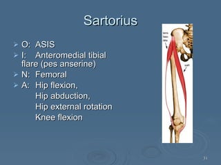 Kin191 A. Ch.8. Pelvis. Thigh. Anatomy | PPT