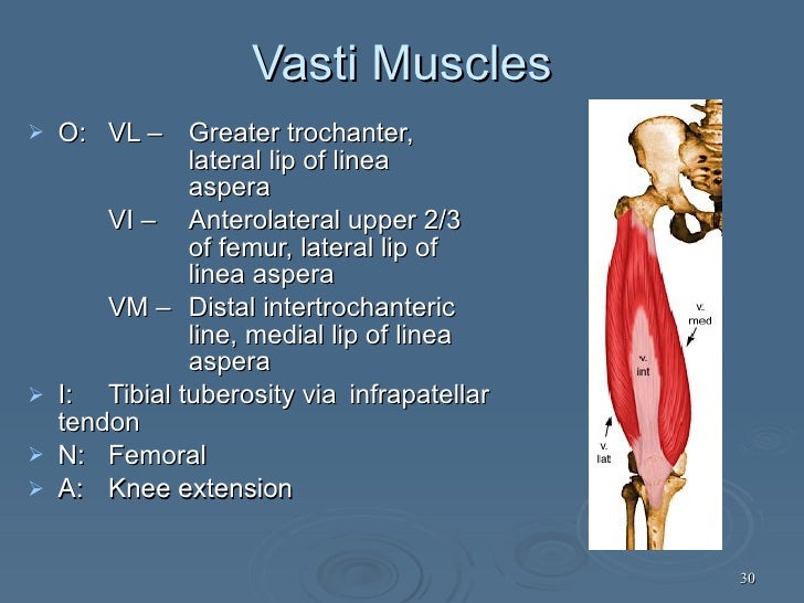 Kin191 A. Ch.8. Pelvis. Thigh. Anatomy