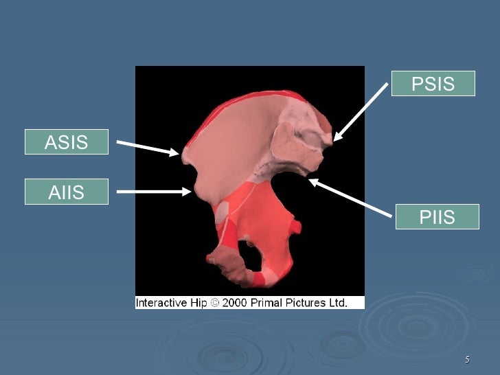 Kin191 A. Ch.8. Pelvis. Thigh. Anatomy
