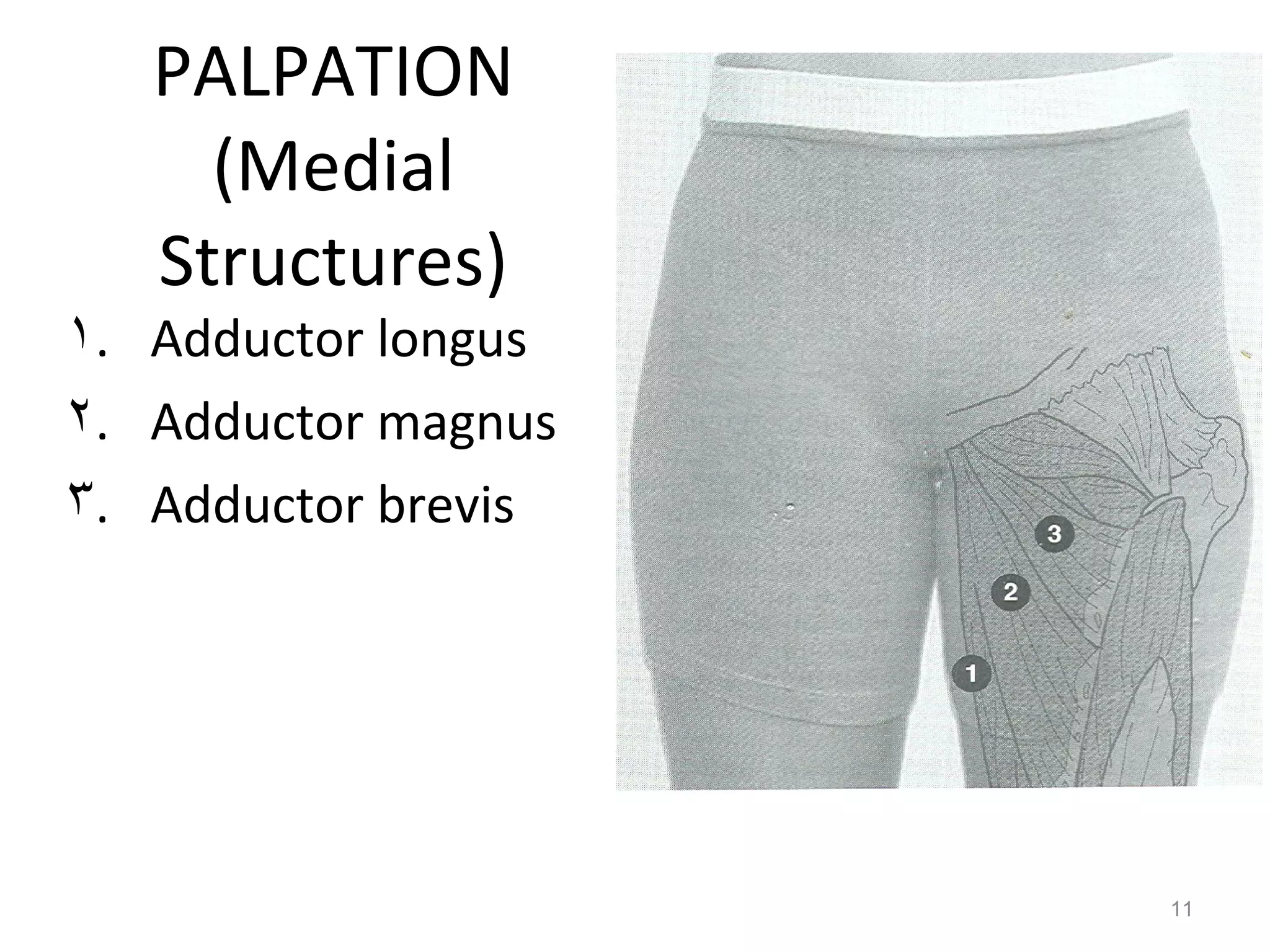 Kin191 A.Ch.8. Pelvis. Thigh. Evaluation | PPT