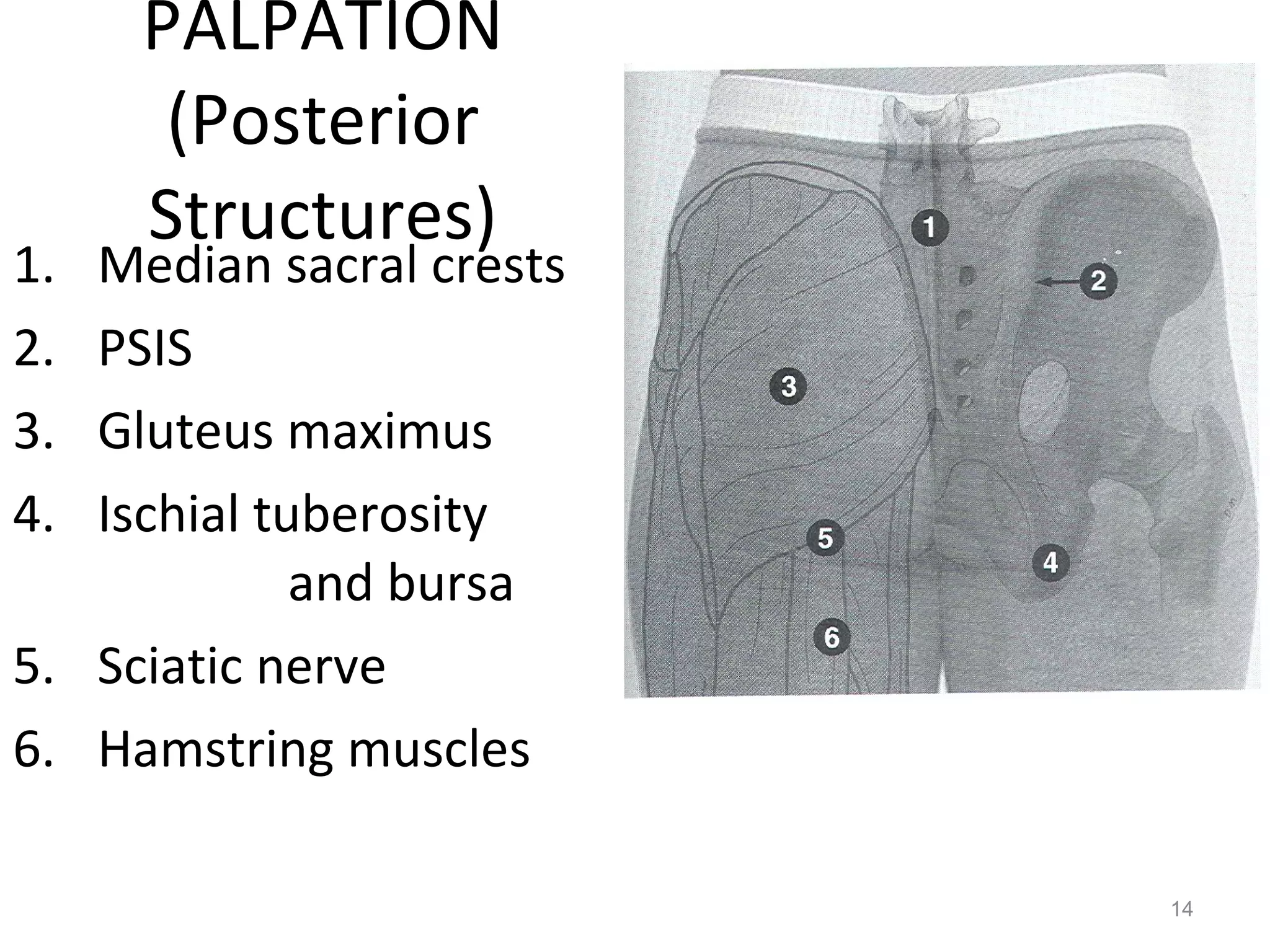 Kin191 A.Ch.8. Pelvis. Thigh. Evaluation | PPT