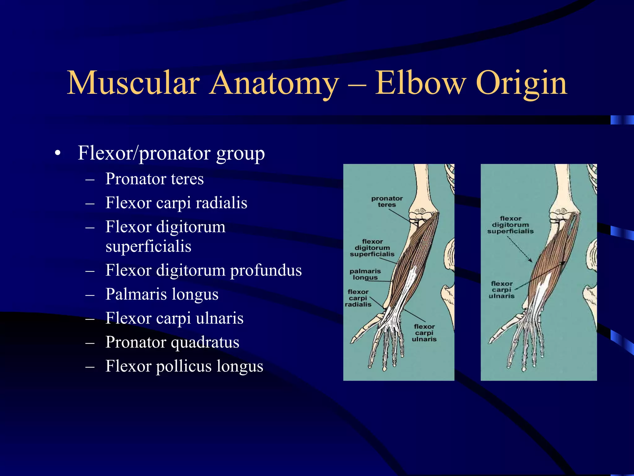 Kin 191 B Elbow And Forearm Anatomy And Evaluation | PPT