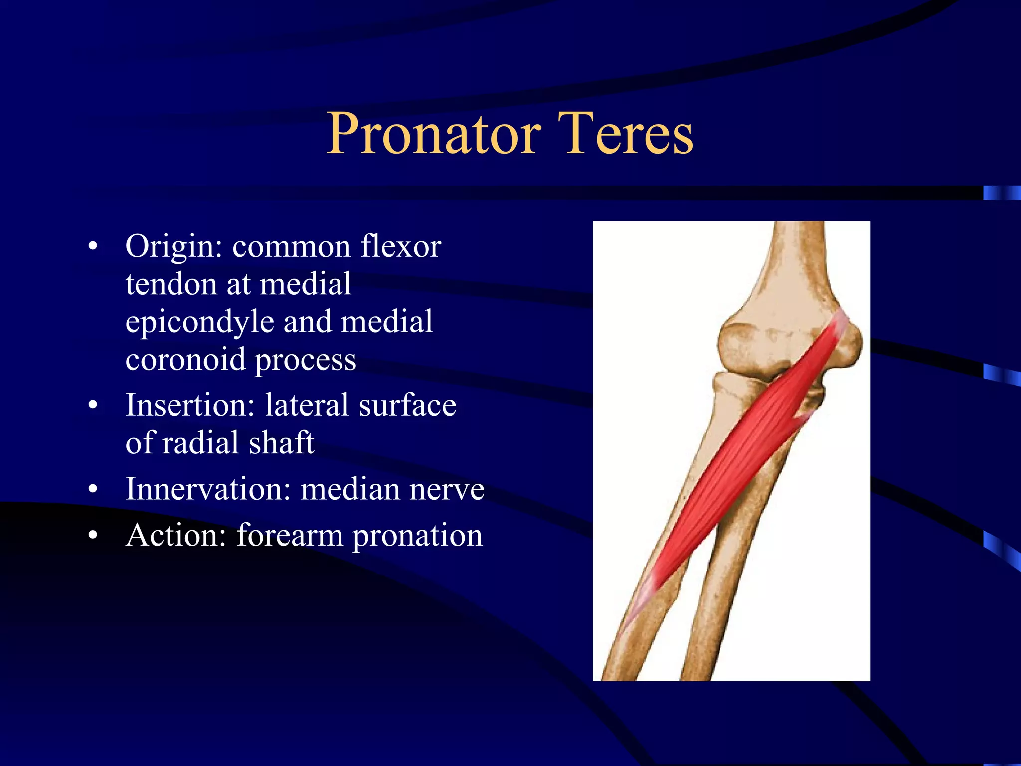 Kin 191 B Elbow And Forearm Anatomy And Evaluation | PPT