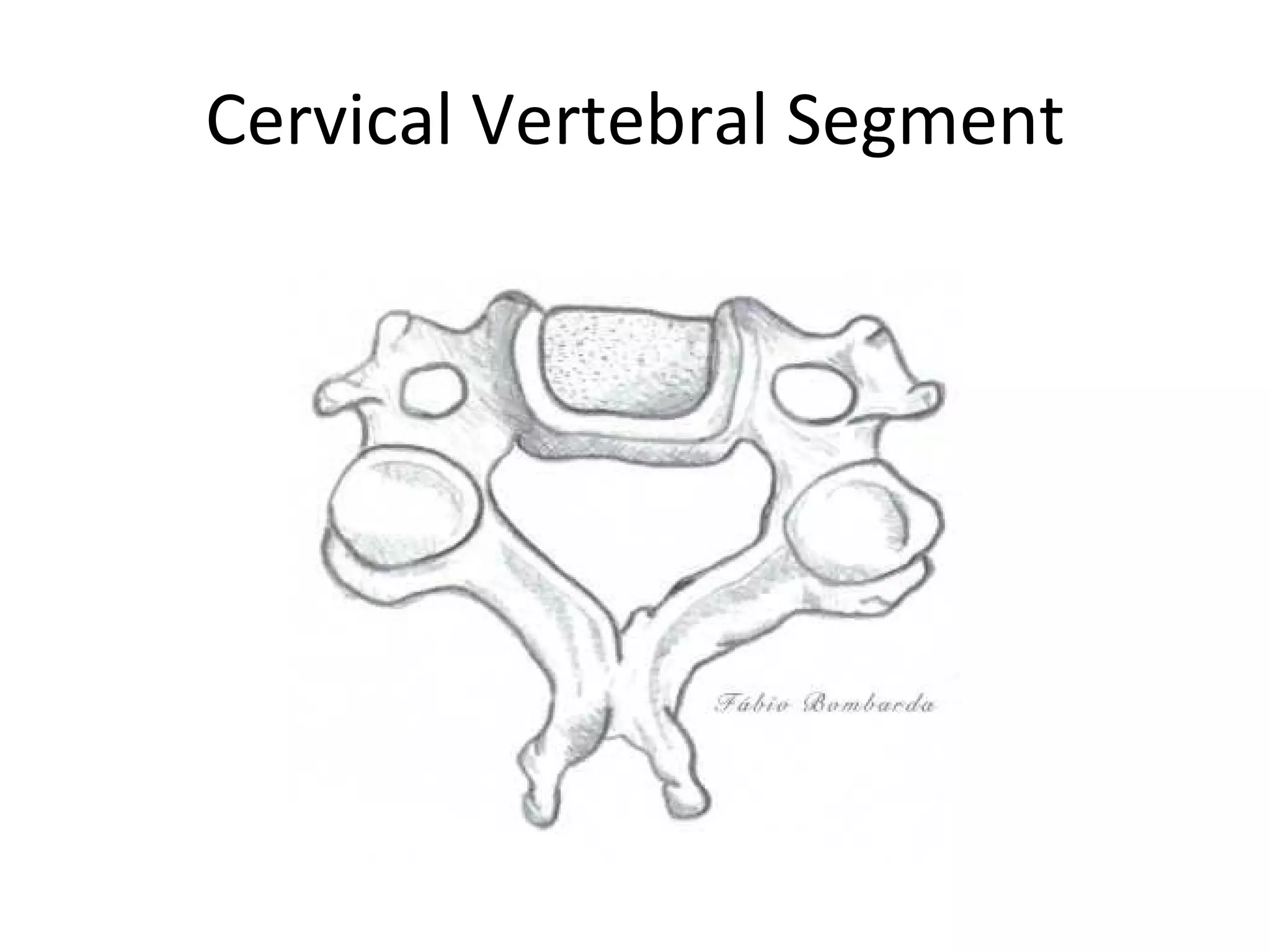 Kin 191 B – Cervical Spine Anatomy, Evaluation And Injuries | PPT