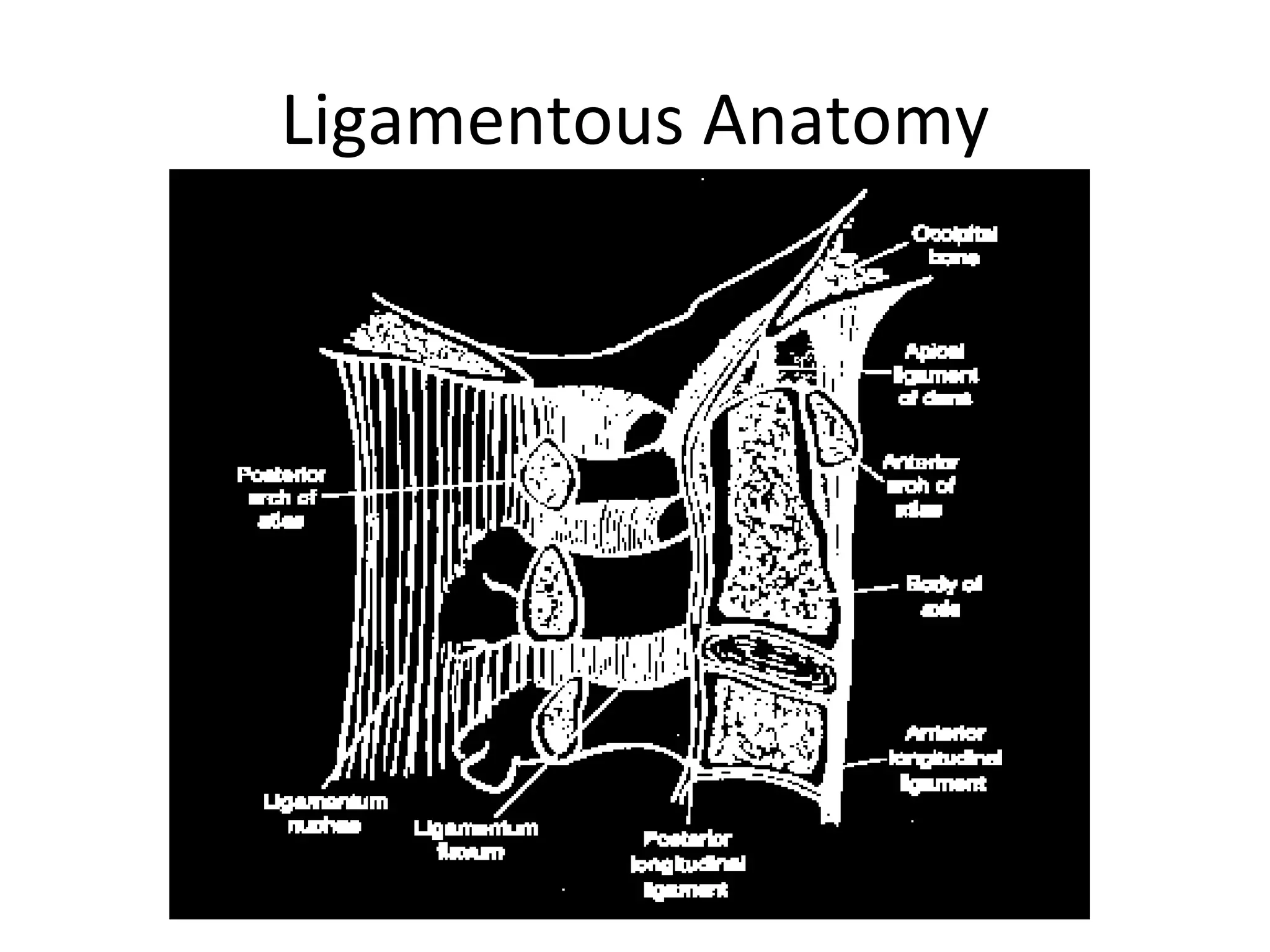Kin 191 B – Cervical Spine Anatomy, Evaluation And Injuries | PPT