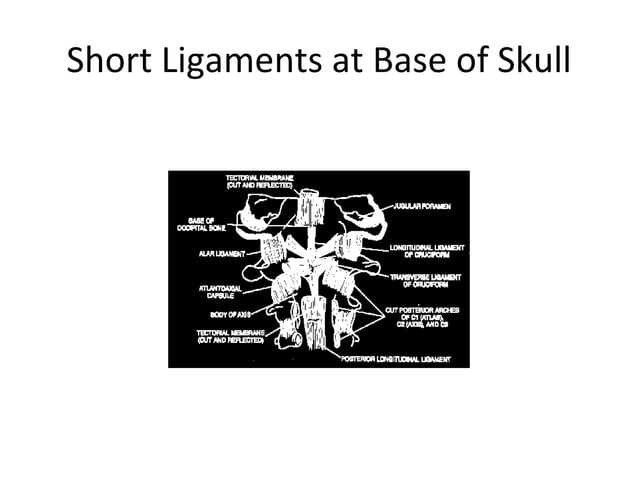Kin 191 B – Cervical Spine Anatomy, Evaluation And Injuries | PPT