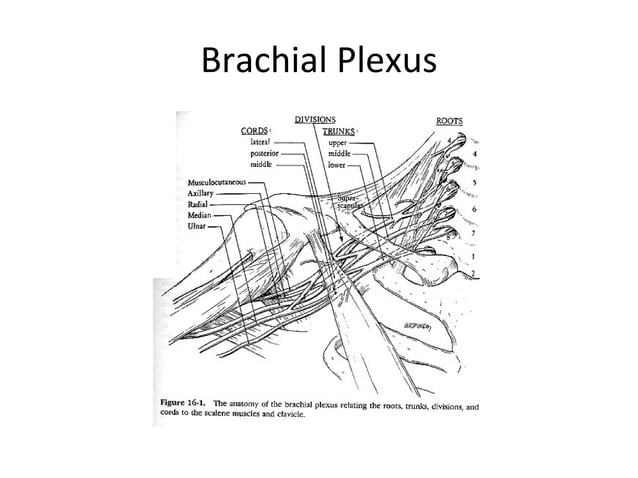 Kin 191 B – Cervical Spine Anatomy, Evaluation And Injuries | PPT