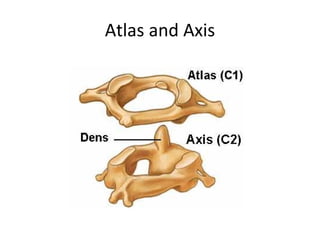 Cervical Vertebrae Anatomy Unlabeled