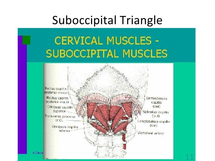 Suboccipital Triangle Ppt