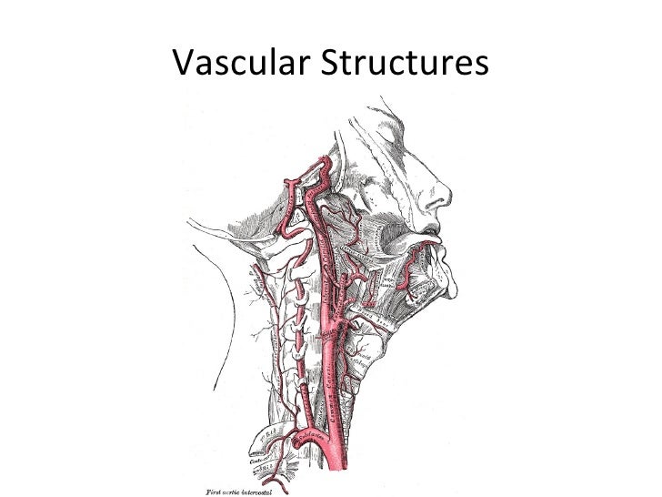 Kin 191 B Cervical Spine Anatomy Evaluation And Injuries