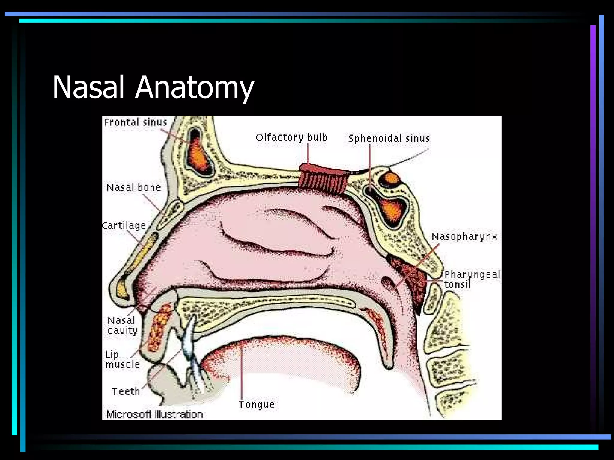 Kin 191 B – Face And Eye Anatomy, Evaluation And Injuries | PPT